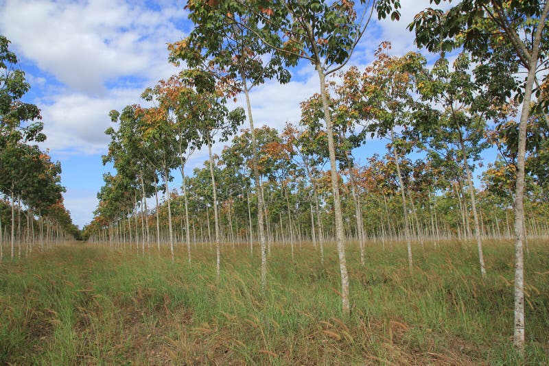 Rubber Plantation, Rubber Fields Stock Image - Image of asia, nature ...