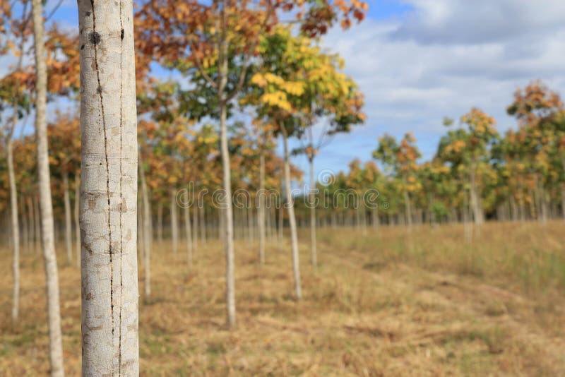 Rubber Plantation, Rubber Fields Stock Image - Image of green, field ...