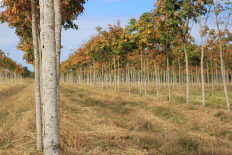 Rubber Plantation, Rubber Fields Stock Photo - Image of gold, beautiful ...
