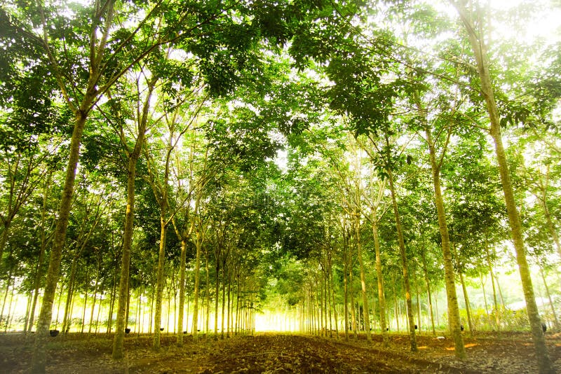 Rubber plantation stock photo. Image of green, outdoor - 110452338