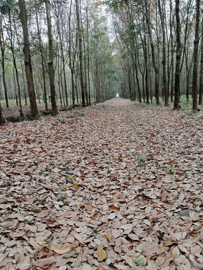 Rubber Plantation at Satak City Stock Photo - Image of nature, trail ...