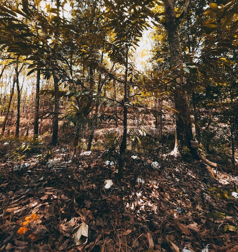Rubber Plantation in the Tropical Jungle Stock Photo - Image of foliage ...
