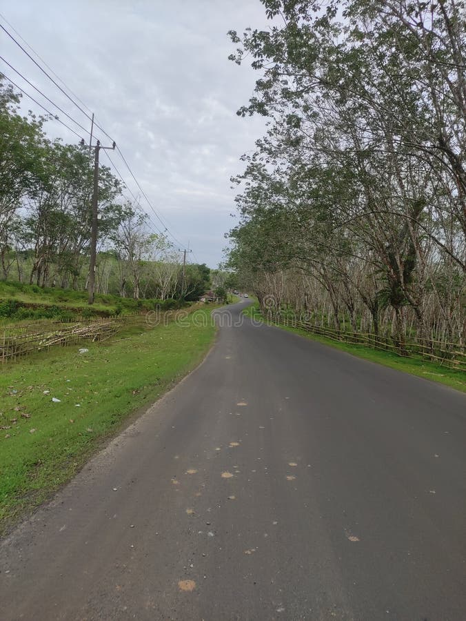 Rubber Plantation in West Java Stock Photo - Image of rubber, java ...