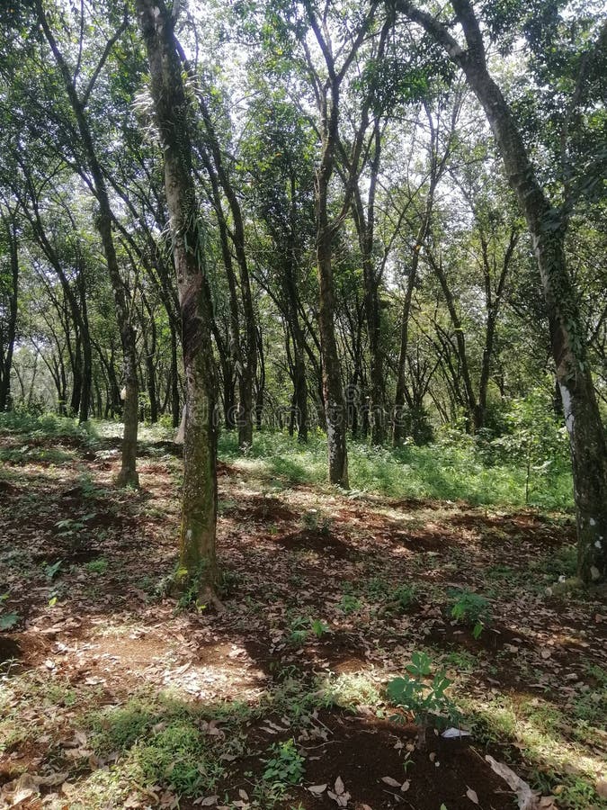 Rubber Plantations in a Forest Stock Photo - Image of forest ...