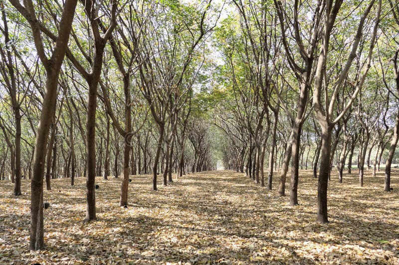 Rubber Plantations are Planted in Rows and Ready for Tapping Stock ...