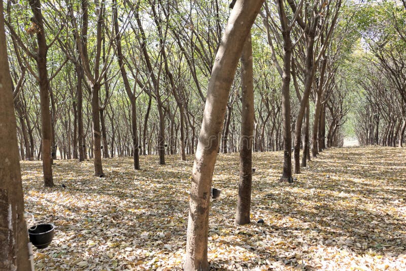 Rubber Plantations are Planted in Rows and Ready for Tapping Stock ...