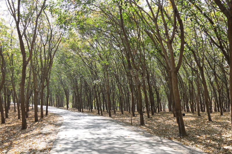 Rubber Plantations are Planted in Rows and Ready for Tapping Stock ...