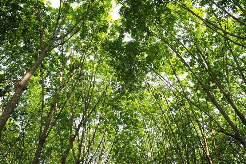 Rubber Plantations. Rubber Trees. Stock Photo - Image of farm ...