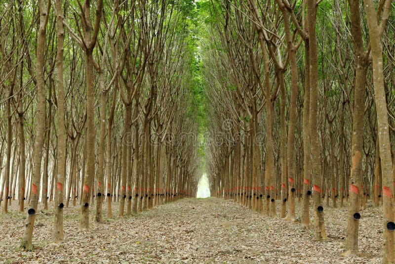 Rubber plantations stock photo. Image of background, jungle - 43161278