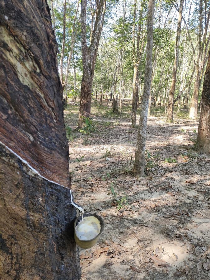 Rubber Plantations Whose Rubber Tapper Save Their Rubber Stock Image ...