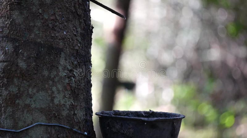 Rubber Planters are Tapping Rubber with a Rubber Tapping Knife Stock ...