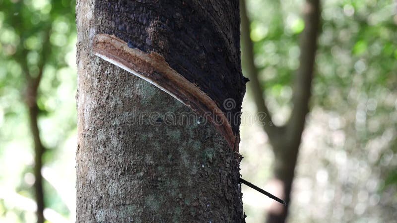 Rubber Planters are Tapping Rubber with a Rubber Tapping Knife Stock ...