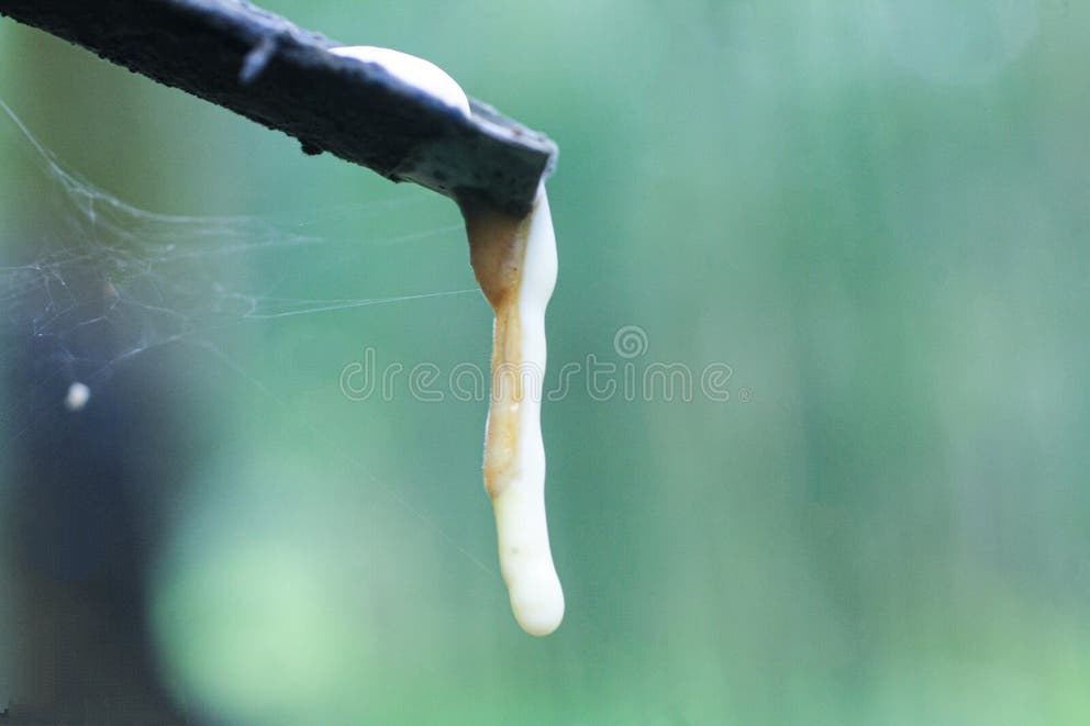 Rubber Sap Drip, Sap Tapping Process Stock Photo - Image of limb, green ...