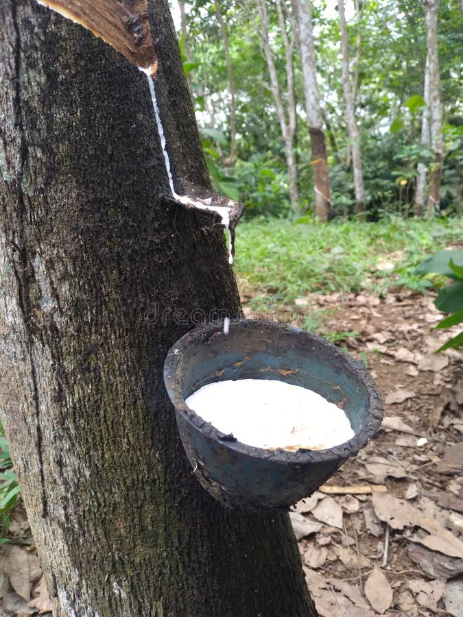 Rubber Sap Dripping on the Cup at Forrest Stock Image - Image of forest ...