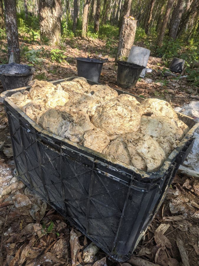 Rubber Sap from Tapping Farmers Stock Image - Image of tree, plant ...