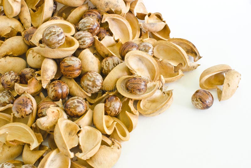Rubber Seed Stock Images - Download 895 Royalty Free Photos
