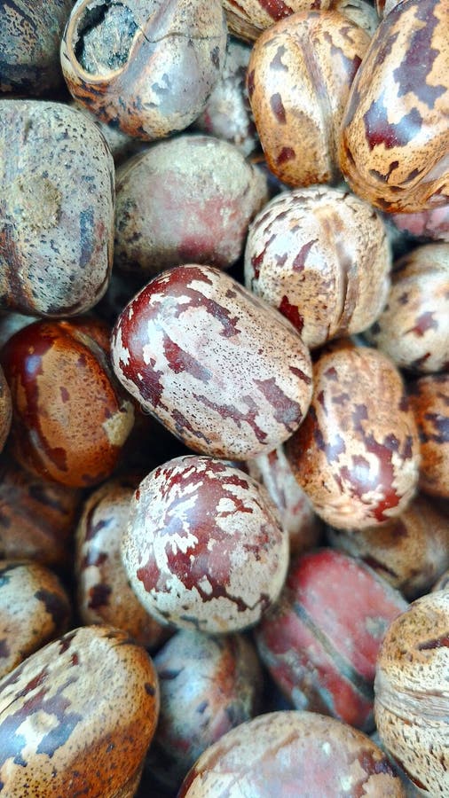 Rubber Seeeds Which are Ready To Be Sorted Stock Photo - Image of hevea ...