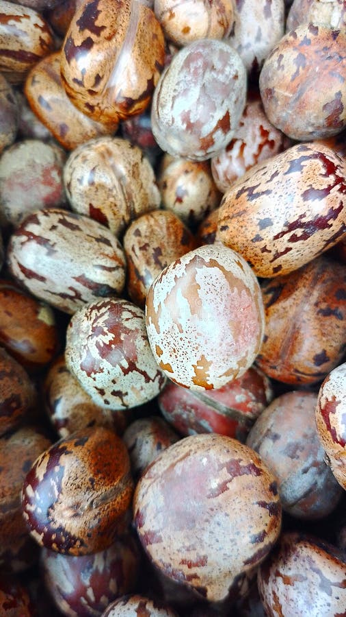 Rubberseed Stock Photos - Free & Royalty-Free Stock Photos from Dreamstime