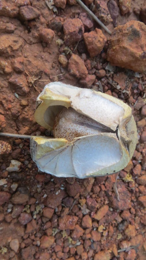 Rubber seed and bark stock image. Image of commercial - 214592503