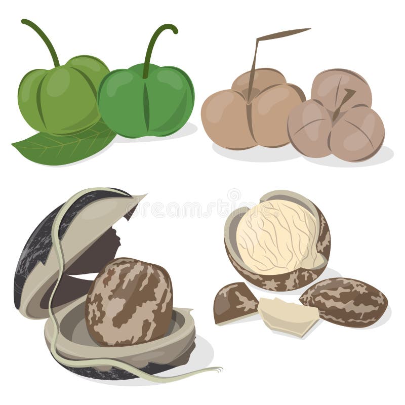 Rubber Seed Isolated stock vector. Illustration of plant - 136871297