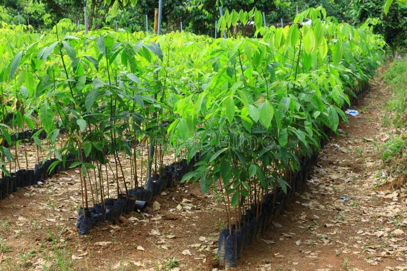 Seedlings of Rubber Trees on a Plantation Stock Image - Image of rubber ...