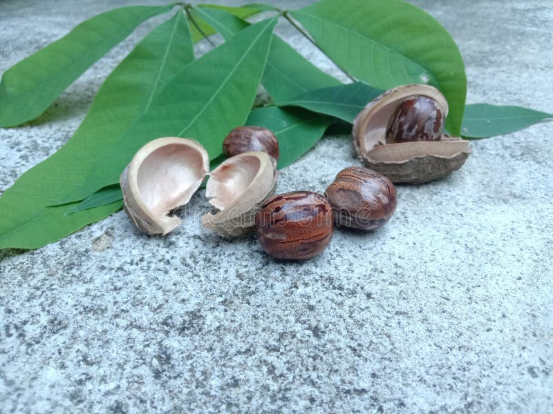 Rubber Seeds or Hevea Brasiliensis Stock Photo - Image of food, tree ...