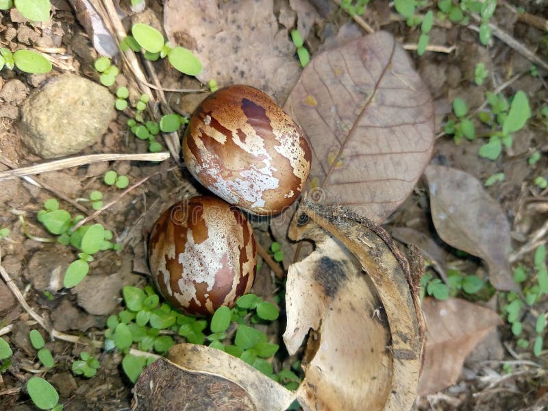 Rubber Seeds that are Still Wrapped in Shells are White Brown Stock ...