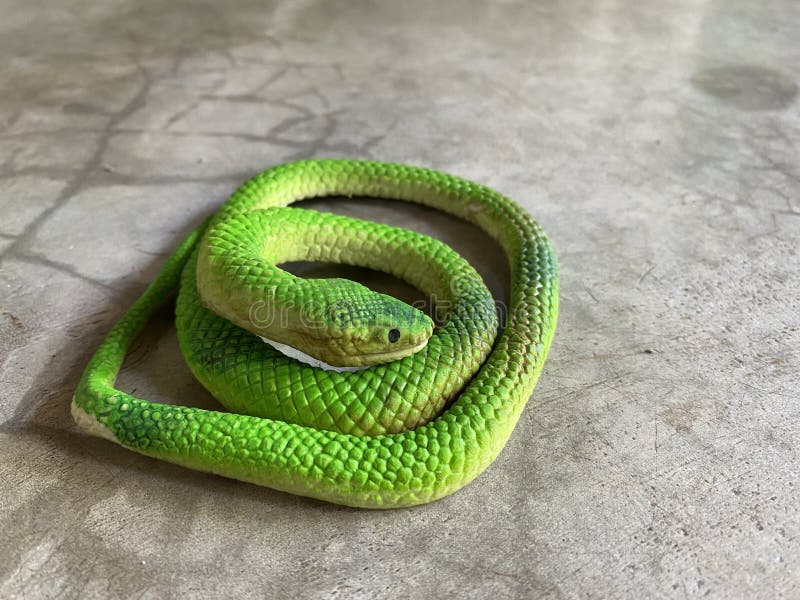 Rubber Snake As Real Green Snake. Stock Photo - Image of play, real ...