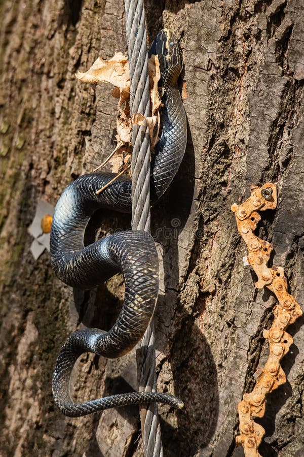 A rubber snake on a tree stock image. Image of dangerous - 141385505