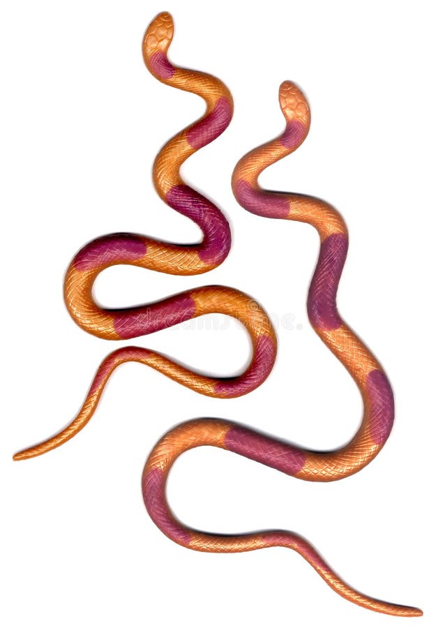 Snake X-ray stock image. Image of rattle, rattler, health - 1200755