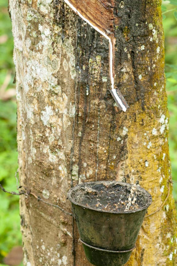 Rubber tab tree stock image. Image of natural, plantation - 176860003