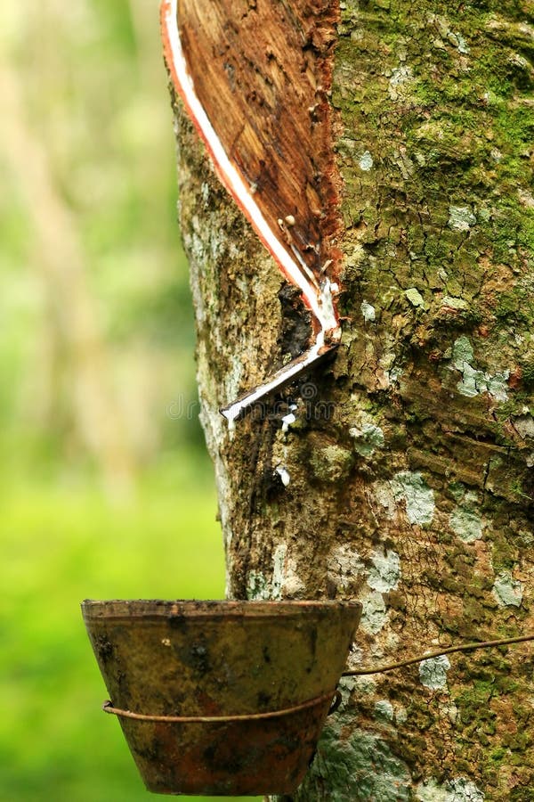Natural Rubber stock image. Image of jungle, produce - 21635059