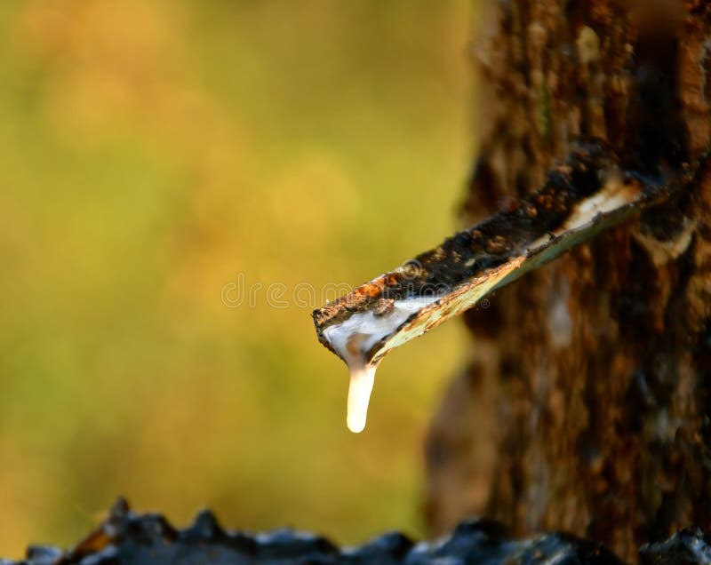 Rubber tap dripping latex stock photo. Image of landscape - 170246548