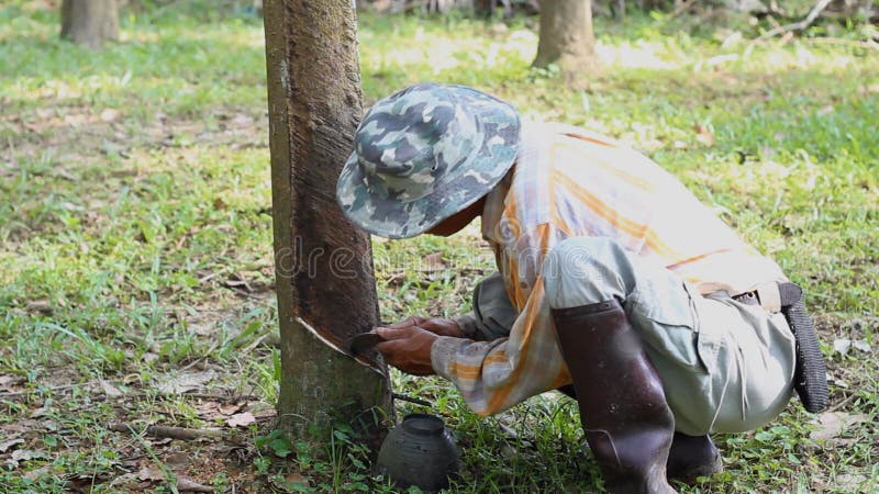 Rubber Tapper Tapping at the Base of Rubber Tree To Collect Latex Stock ...