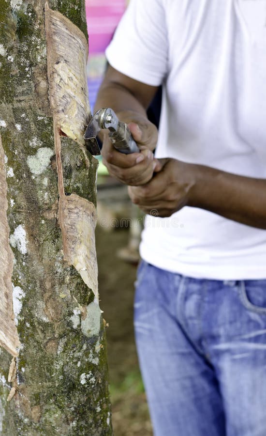 Rubber Tapper Tapping Latex Stock Image - Image of plant, depth: 36344949