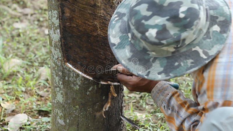 Rubber Tapper Tapping Rubber Tree To Collect Latex Stock Footage ...