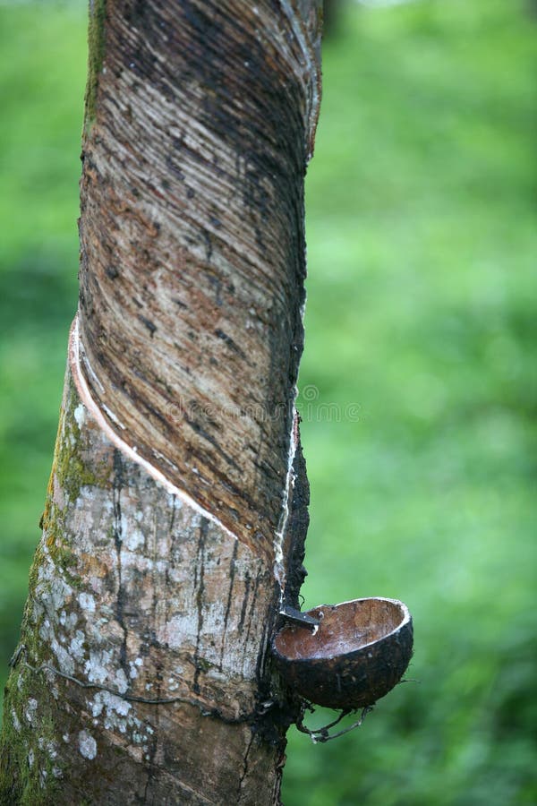 Rubber tapping 2 stock photo. Image of industry, tropical - 385632