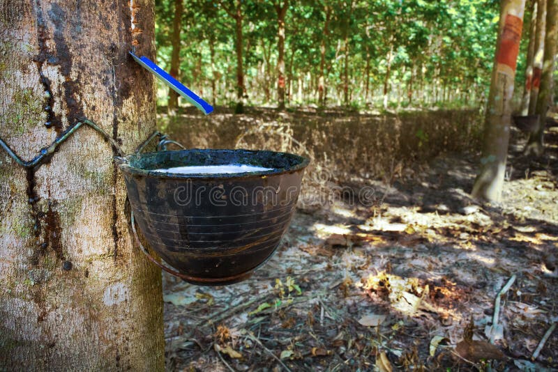 Rubber Tapping stock image. Image of resin, landscape - 22242707