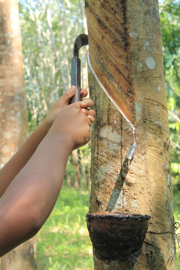 Rubber Tapping a Rubber Tree Stock Image - Image of hand, gardener ...