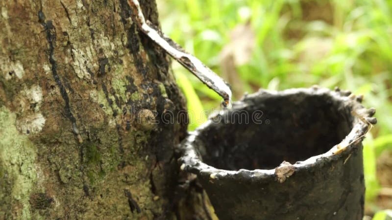 Rubber tapping stock video. Video of scene, rural, industrial - 37368043