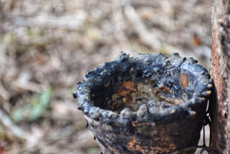 Rubber Tapping Cap on Rubber Tree Stock Image - Image of countryside ...