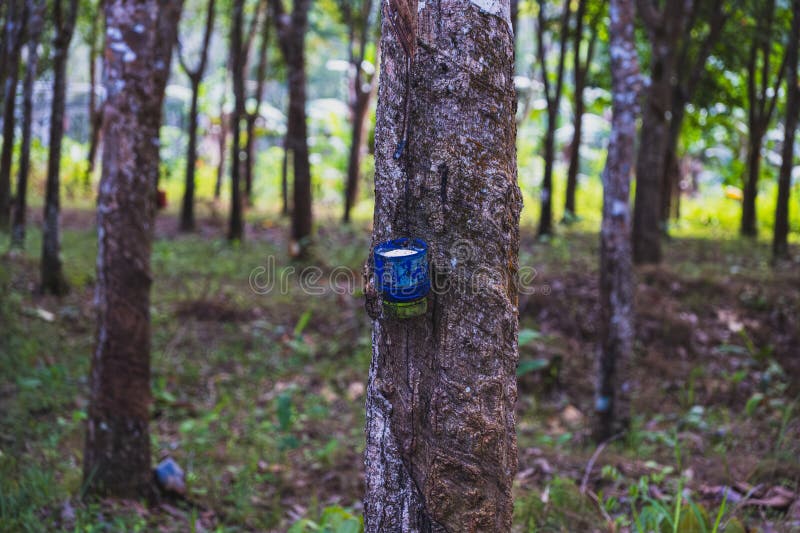 Rubber Tapping stock image. Image of fresh, bark, garden - 353658413