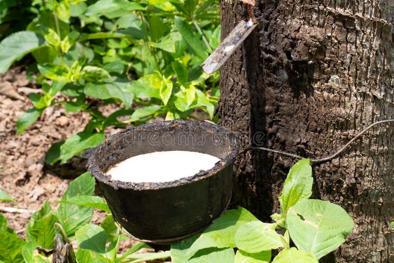 Rubber Tapping; Collecting Latex Process Stock Photo - Image of ...