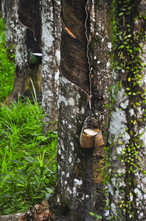 Rubber Tapping a Rubber Tree Stock Image - Image of hand, gardener ...