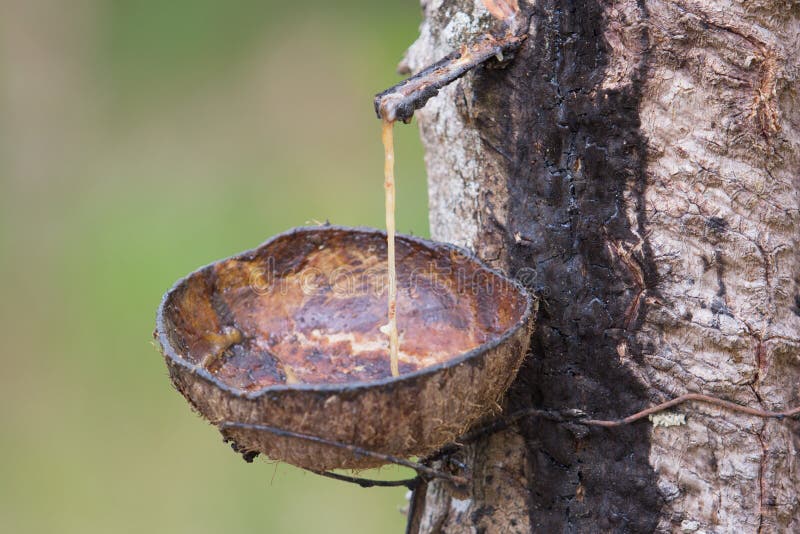 Rubber tapping industry stock image. Image of outdoors - 71449325