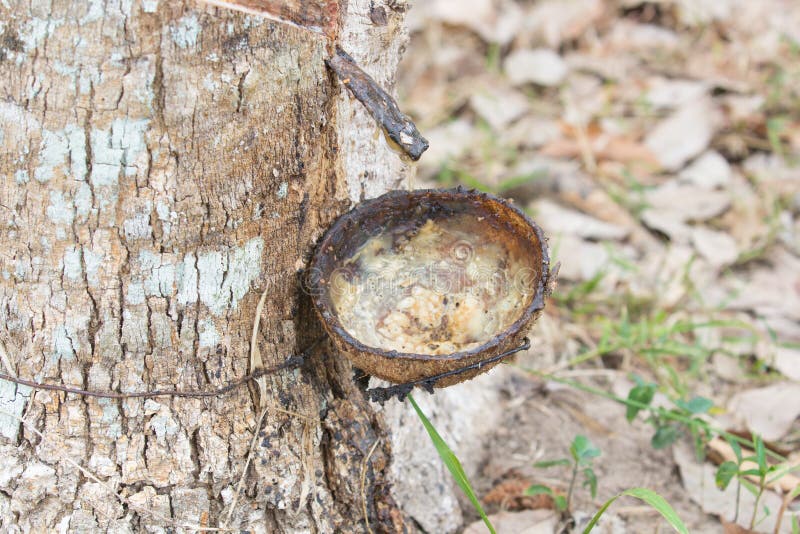 Rubber tapping industry stock image. Image of branch - 71449419