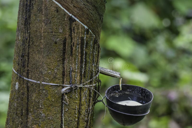 Rubber Tapping and Latex Extraction in Kerala Stock Photo - Image of ...