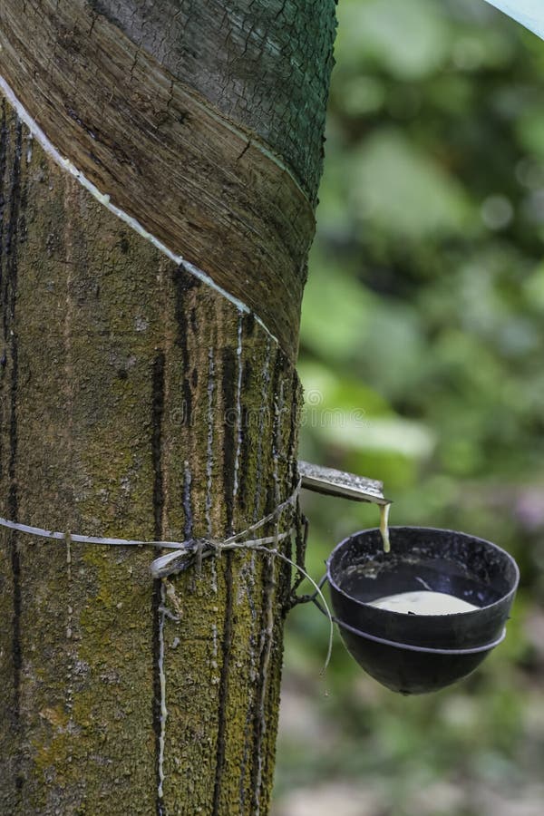 Rubber Tapping and Latex Extraction in Kerala Stock Image - Image of ...