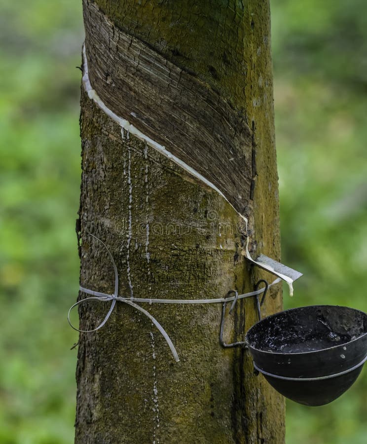 Rubber Tapping and Latex Extraction in Kerala Stock Photo - Image of ...