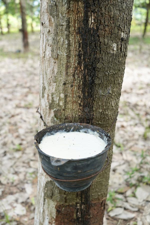 Rubber Tapping, Tapping Latex Rubber Tree, Rubber Latex Extracted from ...